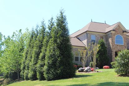 Best Trees For a Fence Line to Add Privacy to Boundaries | Livingetc