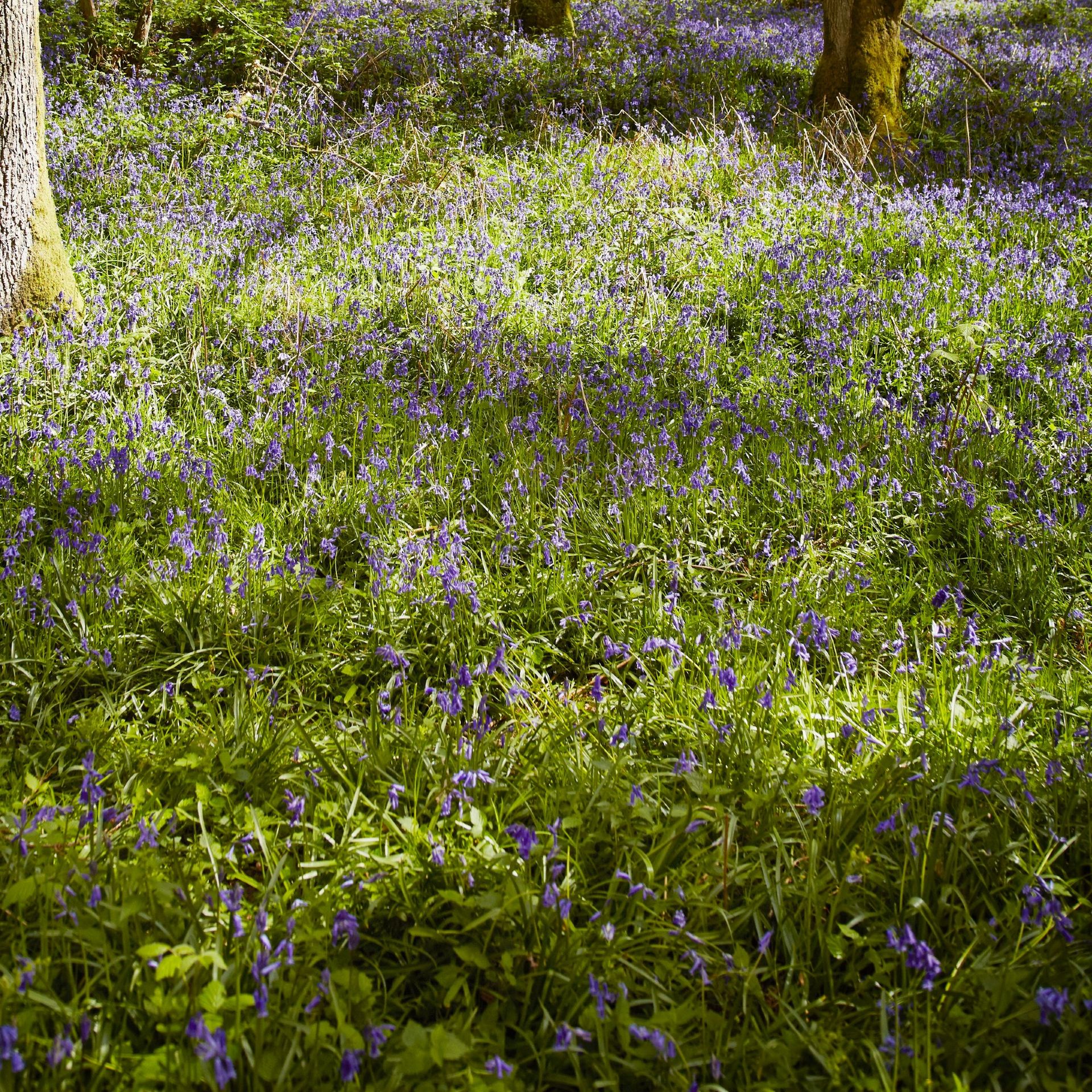 What to do with bluebells after flowering | Ideal Home