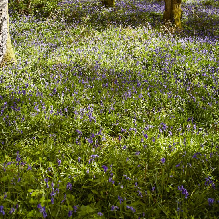 What to do with bluebells after flowering | Ideal Home
