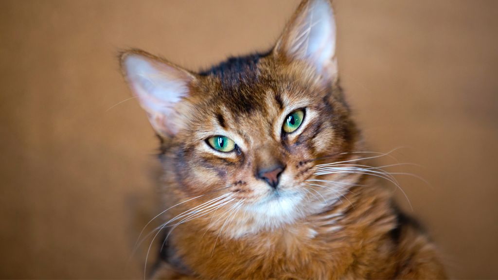 Wild cat breeds: 20 cats with exotic roots | PetsRadar