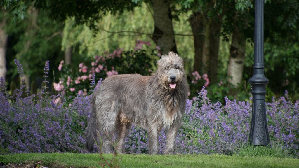 Great Dane vs Irish Wolfhound: Which giant breed is for you? | PetsRadar