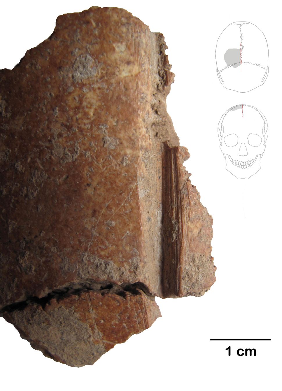 In Photos: Carved Human Skulls Discovered at Ritual Site | Live Science
