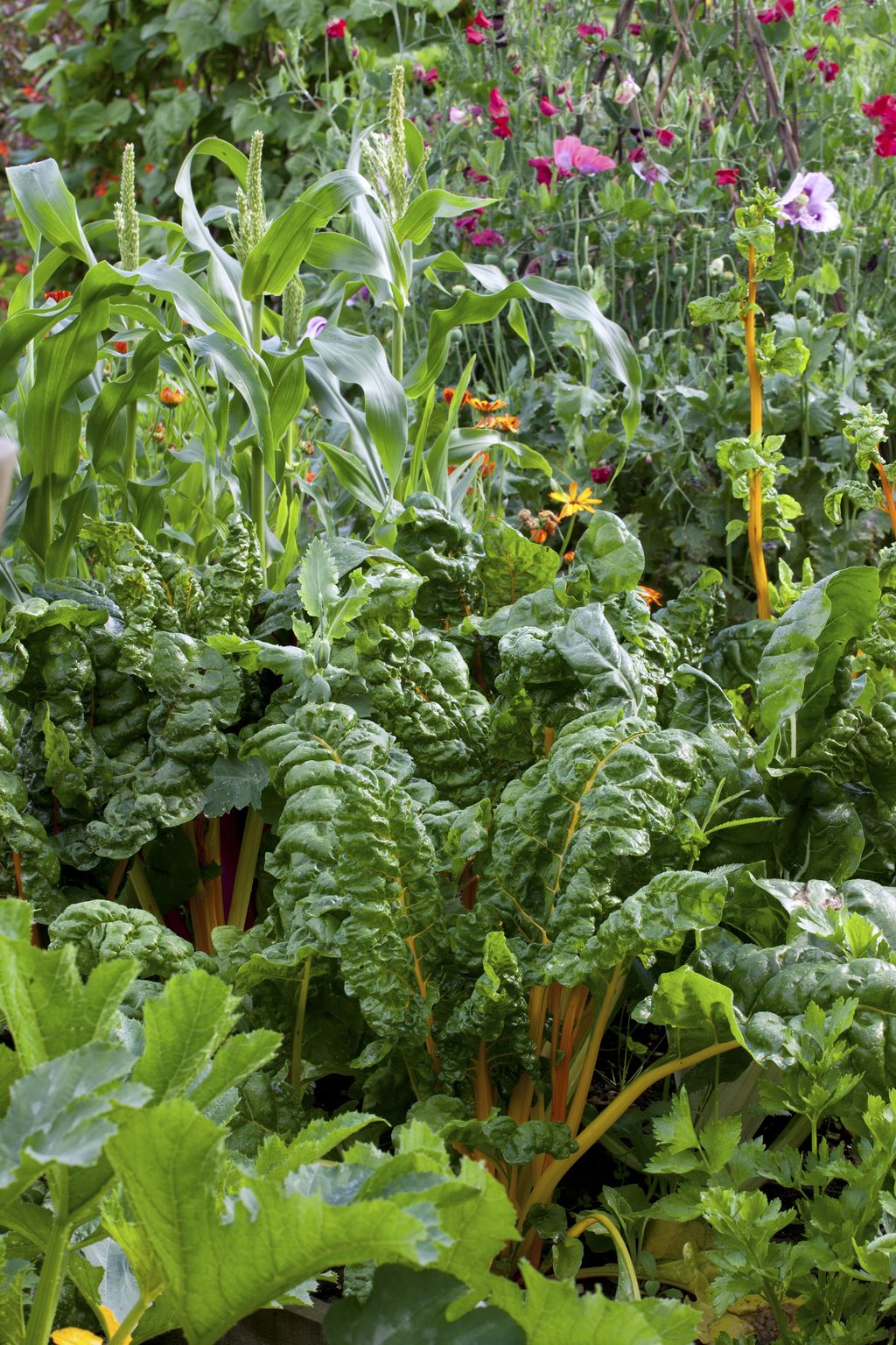 Organic gardening: how to create a successful organic garden | Real Homes