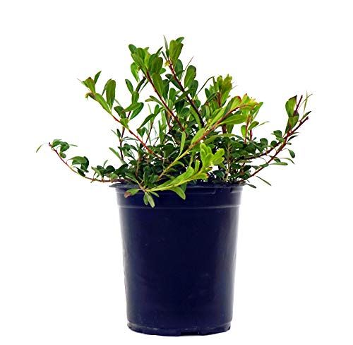 How to grow bearberry: for a native evergreen ground cover | Homes and ...