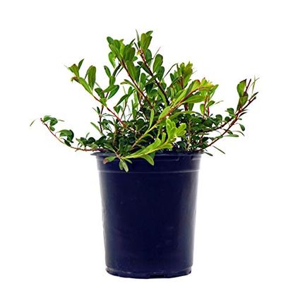 How to grow bearberry: for a native evergreen ground cover | Homes and ...