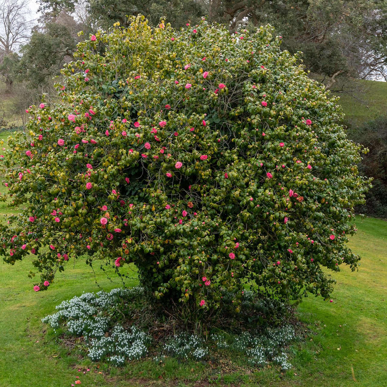How to prune camellias and encourage more blooms next year | Ideal Home