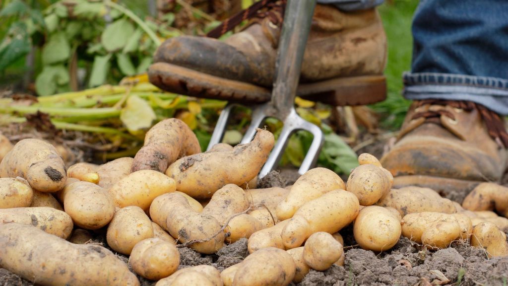 Best potato varieties: 12 top crops for your vegetable patch | Homes ...