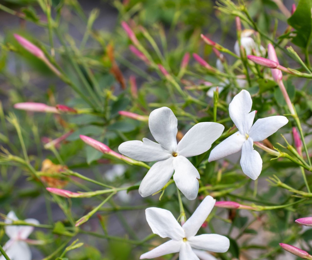 How to care for jasmine plants: experts share 3 top tips | Homes and ...