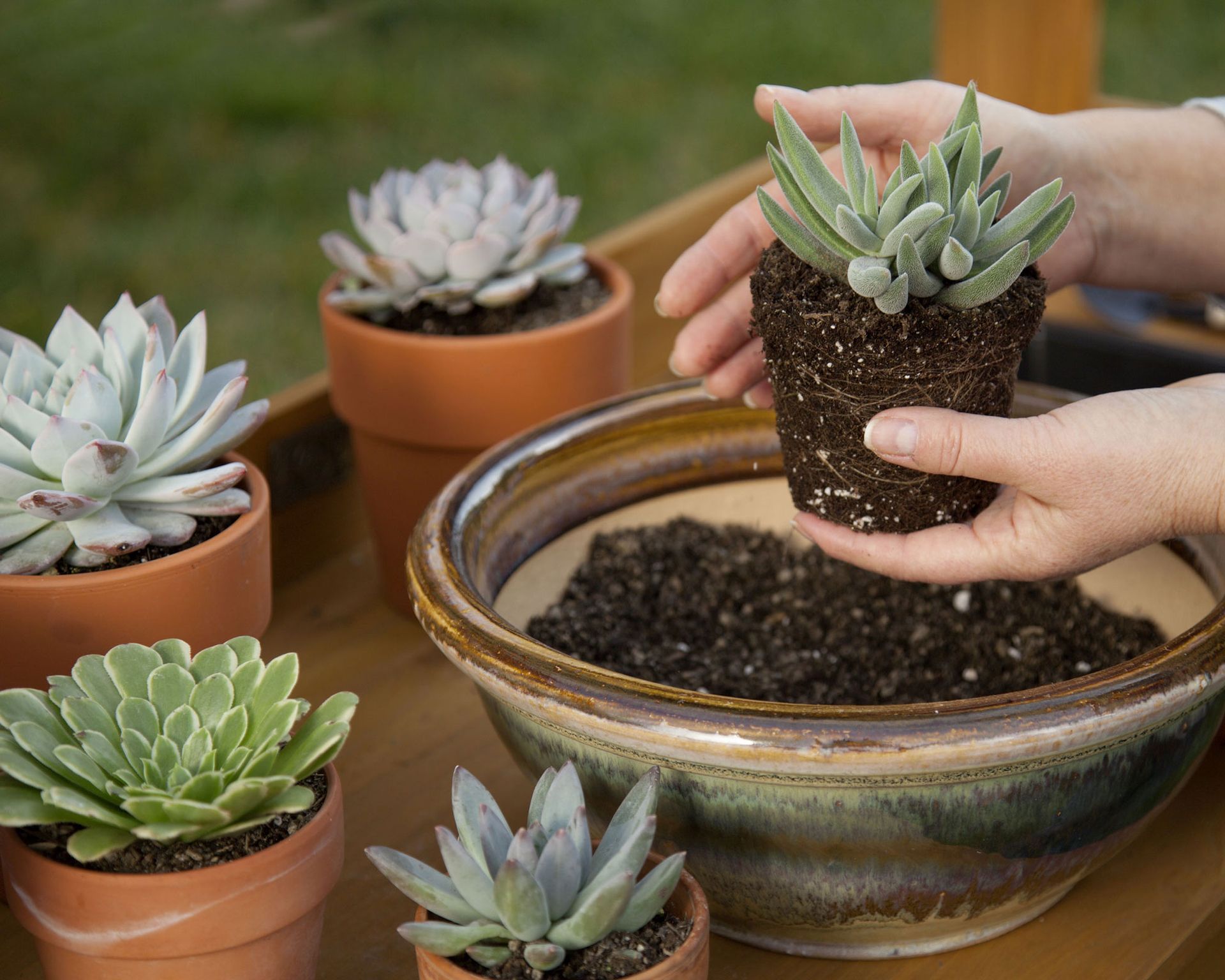 How to care for succulents: 7 essential expert tips | Real Homes