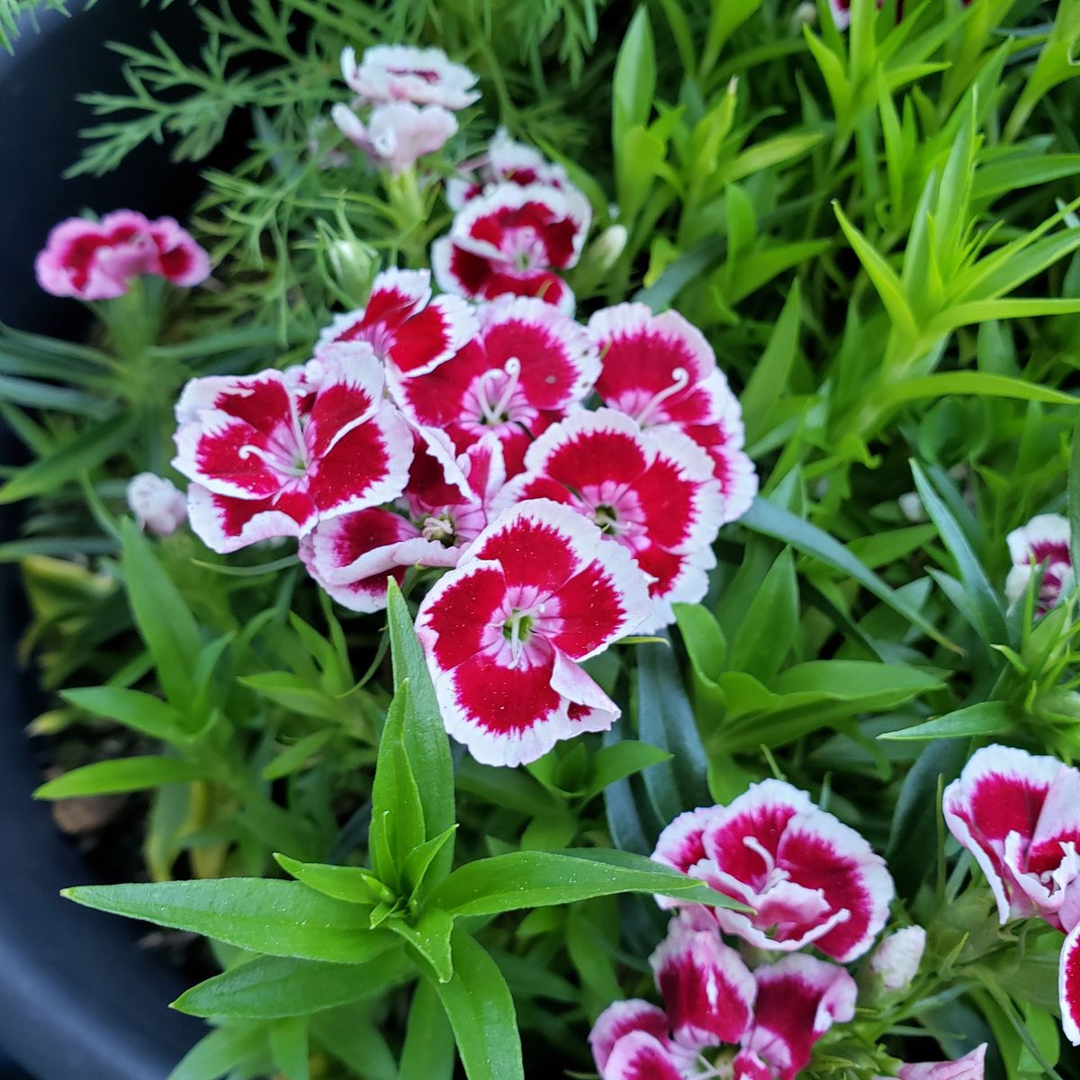 How to grow and care for sweet william | Ideal Home