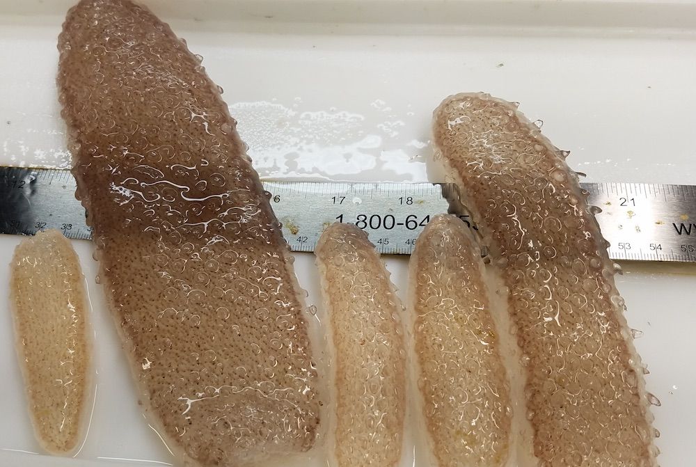 Millions of 'Sea Pickles' Invade Northwest Waters | Live Science