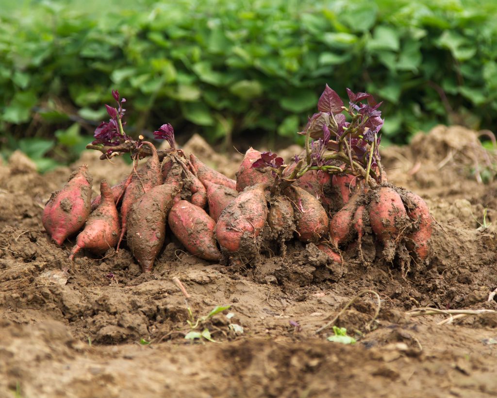 10 Hot Weather Vegetables For Sweltering Summer Gardens | Gardening ...