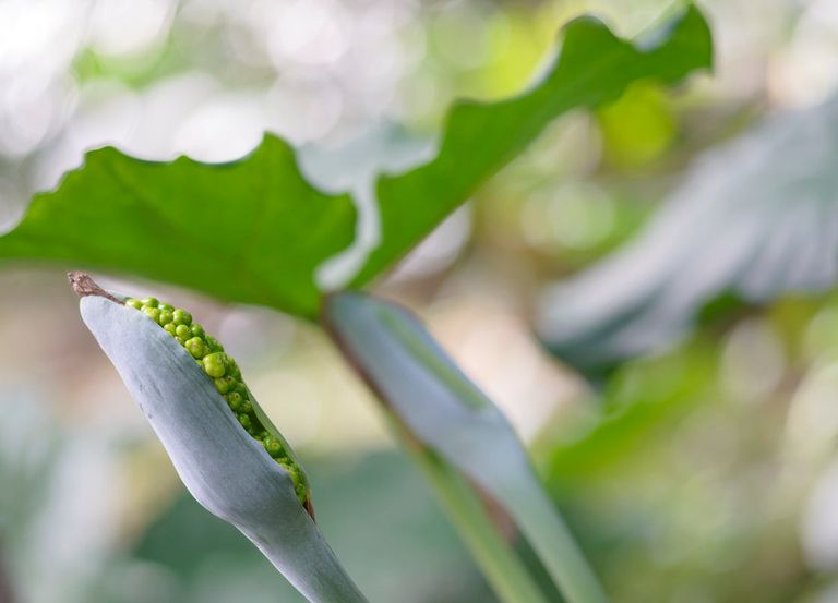 My Alocasia Elephant Ear Has Seed Pods - What To Do With Elephant Ear ...