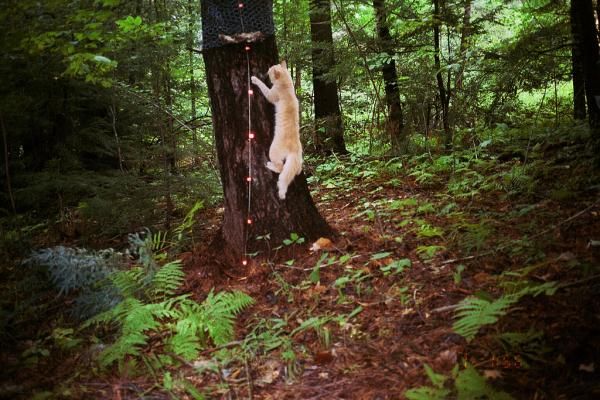 Camera Trapped: Wonderful and Weird Wildlife Around the World | Live ...