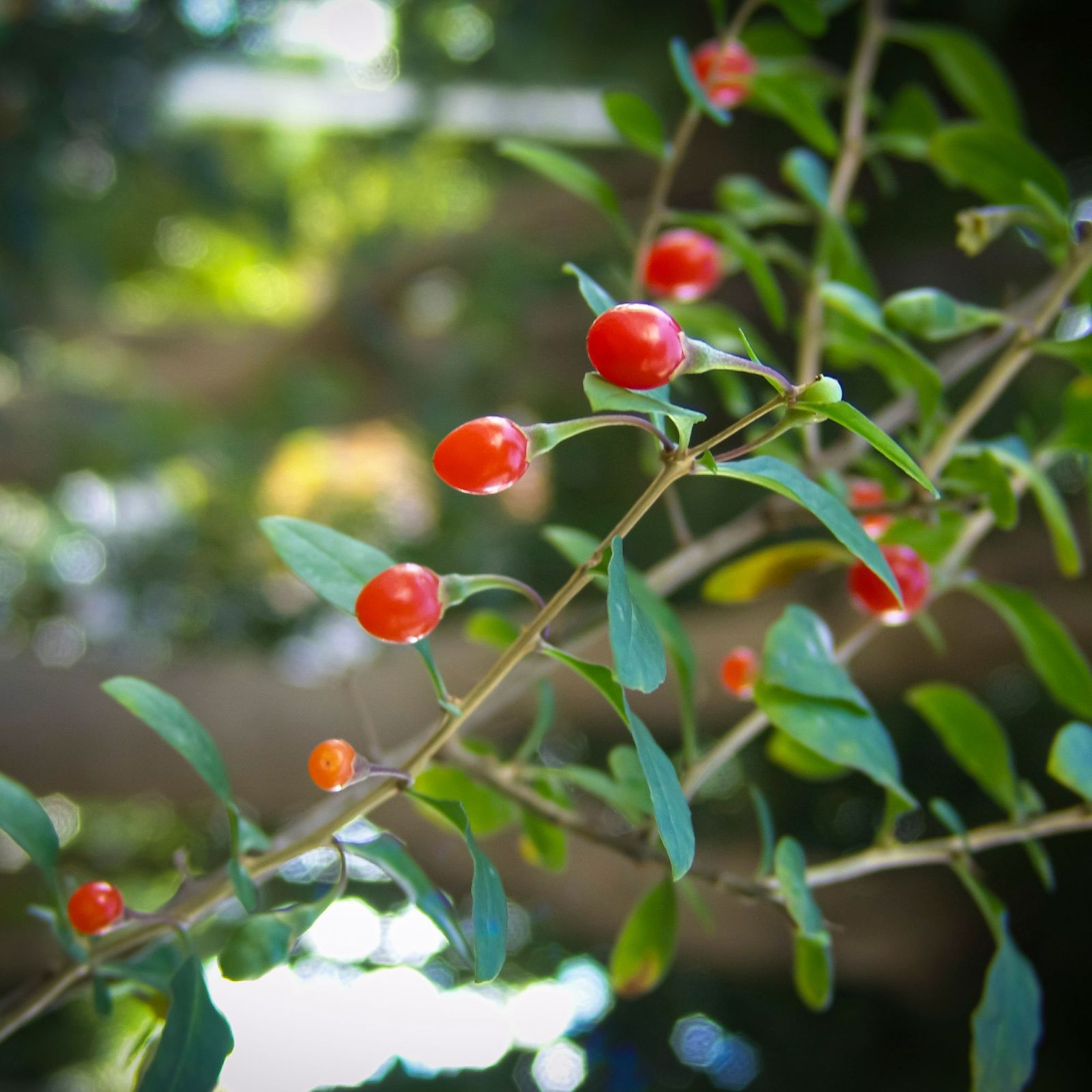 How to grow goji berries for delicious, vitamin-rich harvests | Ideal Home