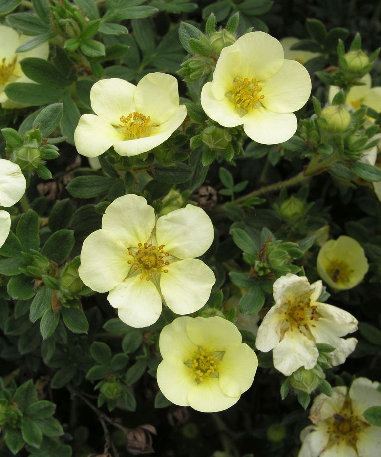 Potentilla varieties: 15 pretty types to take your pick from | Gardeningetc