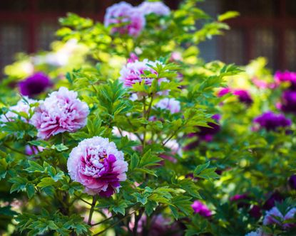 Pruning tree peonies: simple tips for these gorgeous blooms | Gardeningetc