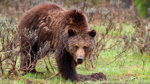 Shaking hiker films scarily close encounter with grizzly bear | Advnture