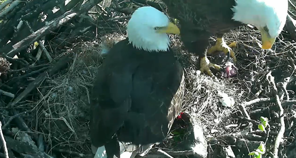 A baby bald eagle is hatching in Washington, D.C. Watch it live on the ...