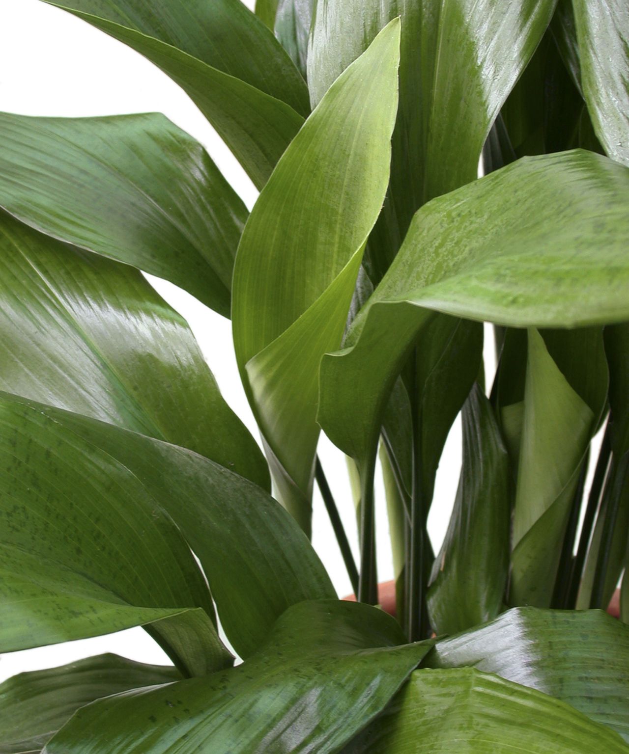 Aspidistra care and growing guide: our top expert tips | Gardeningetc