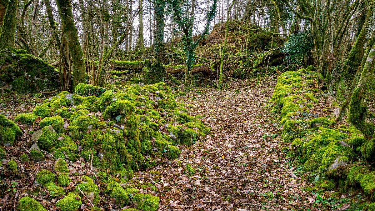 Project launched to triple area of UK’s temperate rainforest | The Week