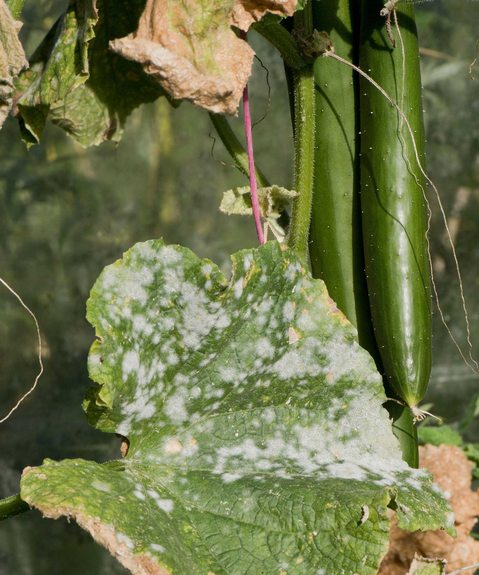 Cucumber diseases and pests: how to tackle 5 common issues | Gardeningetc