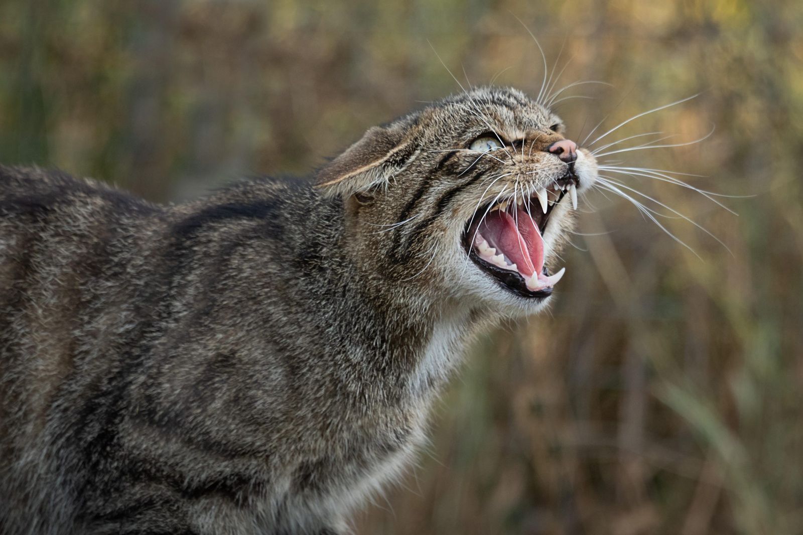 Scottish Wildcats: Six things you should know about the 'Highland Tiger ...