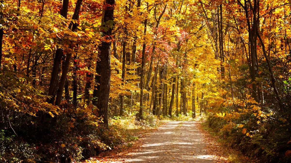 Farmers' Almanac peak fall foliage map and dates revealed | Homes and ...