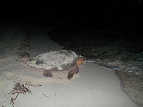 Tagging and Tracking Sea Turtles | Live Science