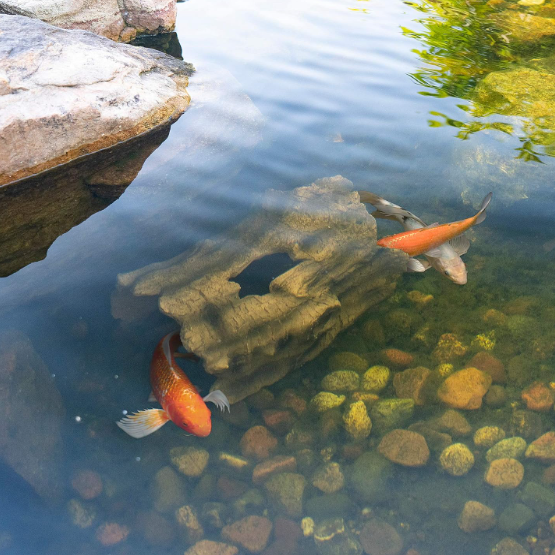 5 ways to protect your pond fish from predators | Homes and Gardens