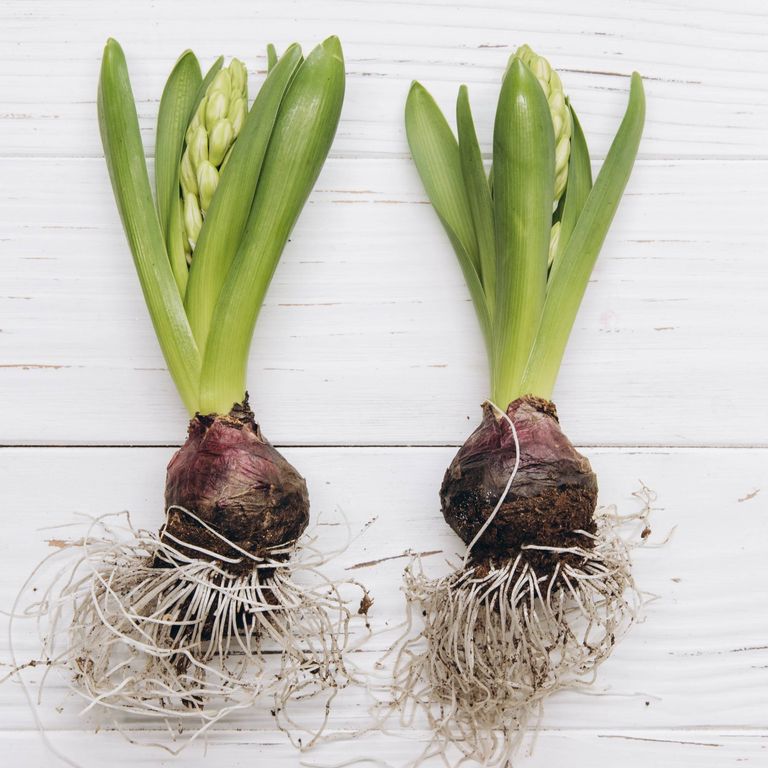 When to plant freesias — the perfect time to plant the corms | Ideal Home