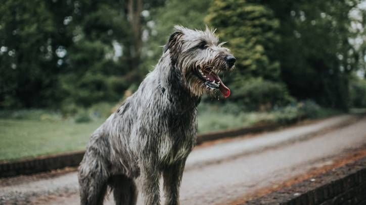 Irish Wolfhound: Breed profile | PetsRadar
