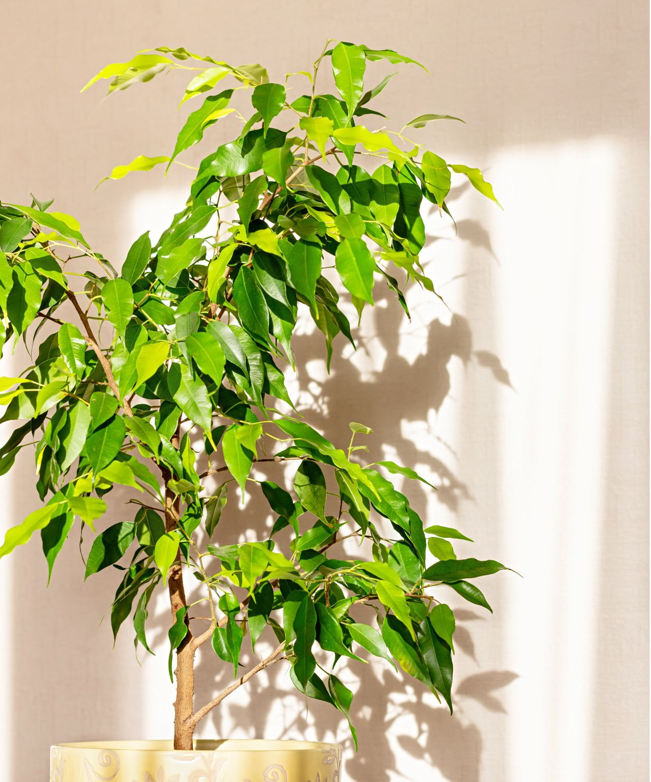 Why is my weeping fig dropping leaves? 3 causes | Homes and Gardens