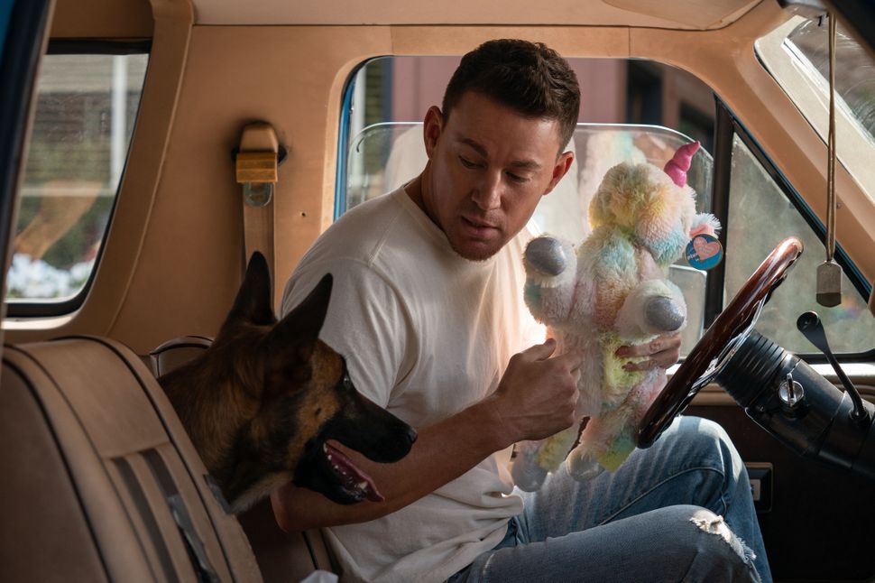 Dog — release date, trailer, and all we know about the movie | What to ...