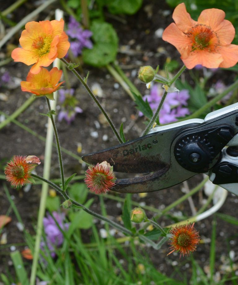 How to grow geums in your yard for incandescent color | Homes and Gardens