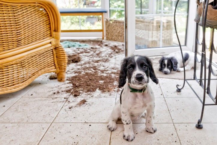 Puppy behavior: Five tips for solving problems | PetsRadar