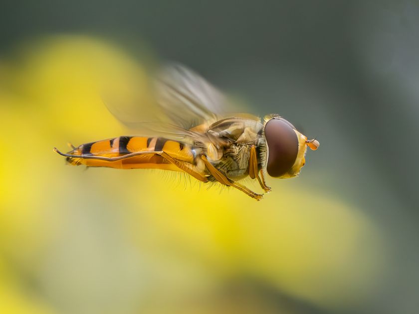 Could this be the ultimate macro photography light? | Digital Camera World