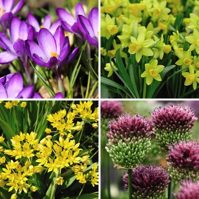 The best spring bulb deals available right now | Homebuilding
