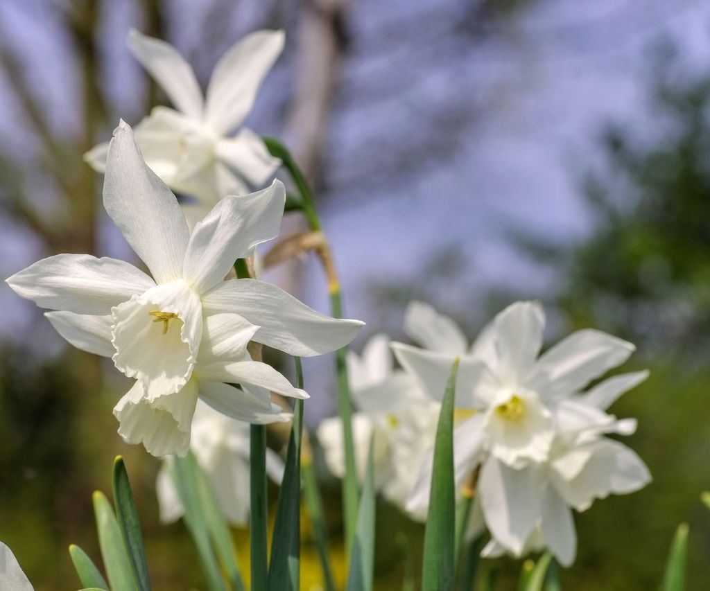 Best bulbs for naturalizing in a lawn: 11 easy to grow blooms for a ...