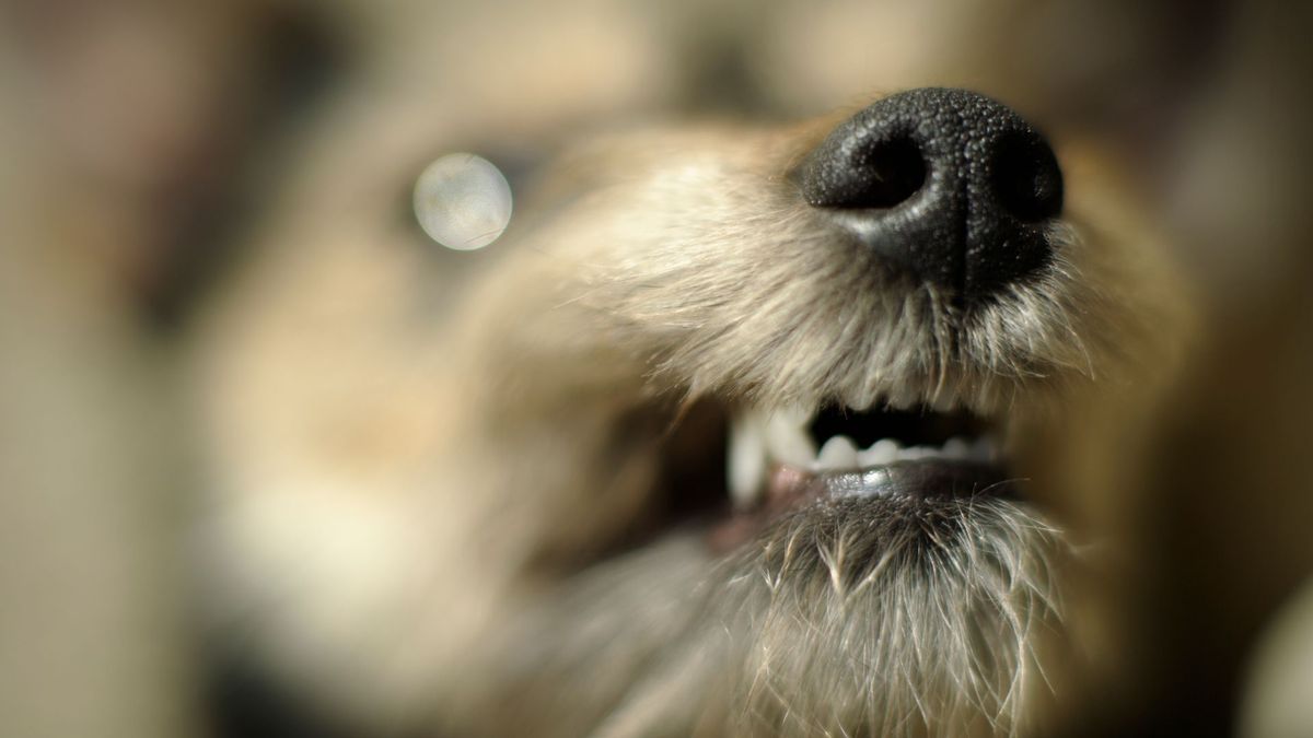 Aggression in dogs: everything a vet wants you to know | PetsRadar