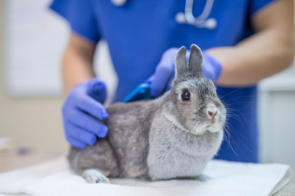 32 common illnesses rabbits can get | PetsRadar