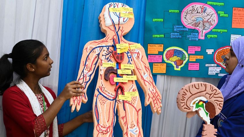 Anatomy News - all the latest about Anatomy | Live Science