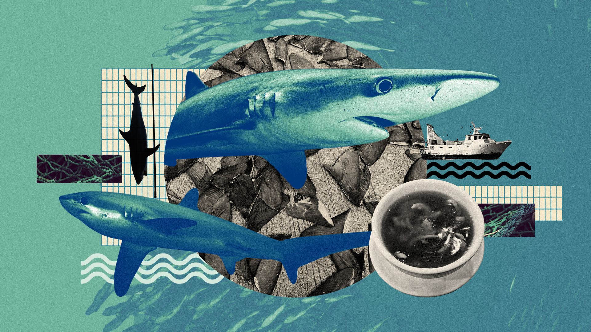 Shark populations are declining despite bans on finning | The Week
