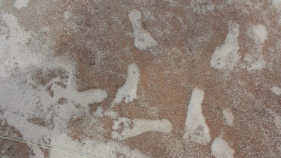 Debate settled? Oldest human footprints in North America really are ...