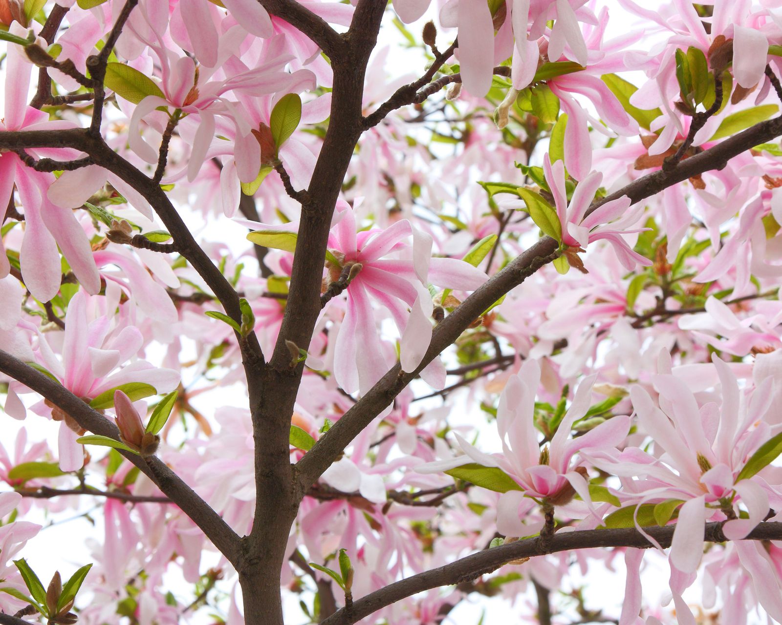 Pink magnolia trees: the top choices for every garden | Gardeningetc