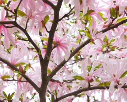 Pink magnolia trees: the top choices for every garden | Gardeningetc