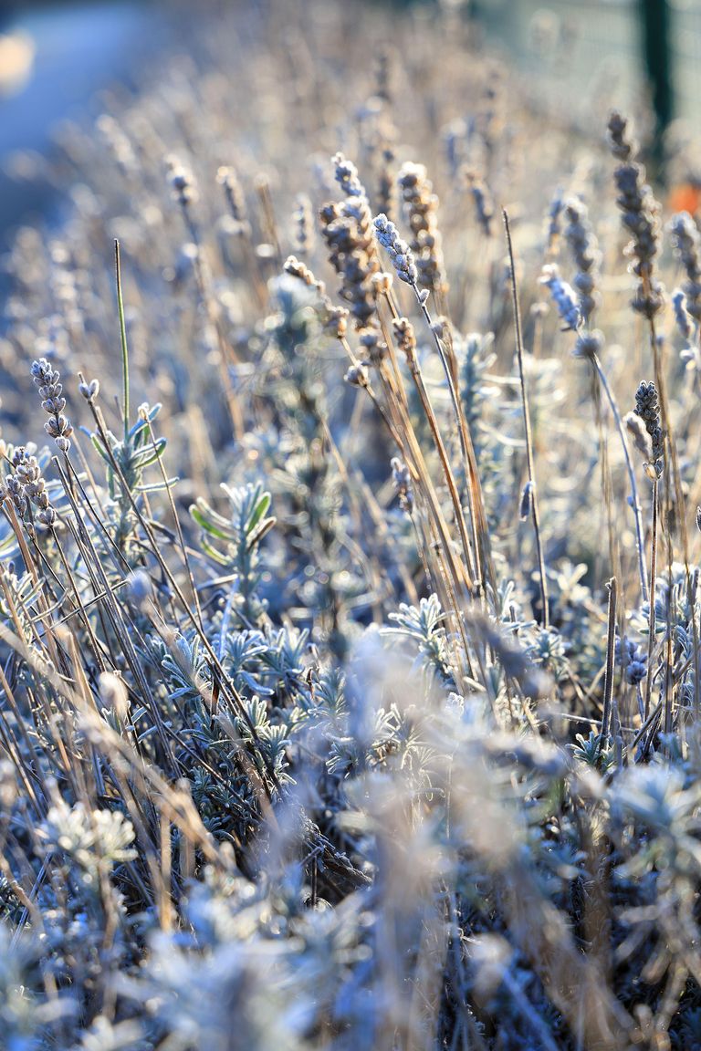 How to winterize lavender | Homes & Gardens