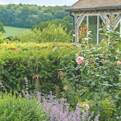 What is a biennial plant? An expert guide to biennials | Ideal Home