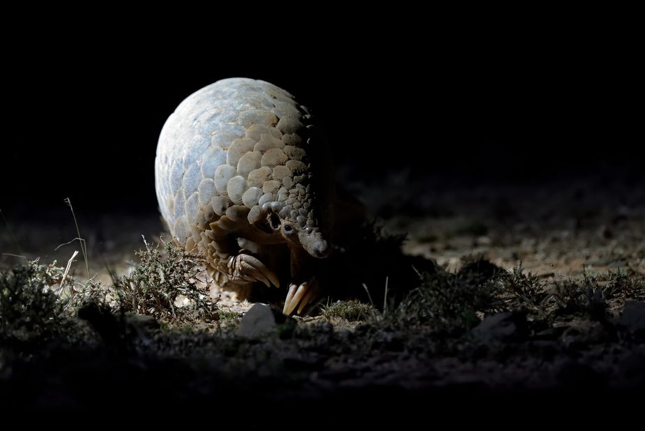 Amazing photos of nocturnal animals | Live Science