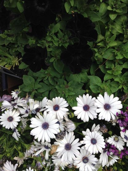 5 flower color combinations to avoid in your backyard | Livingetc